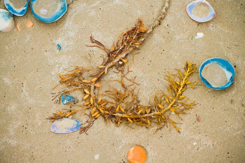 Colorful Shells and Seaweed on the Beach Stock Photo - Image of plant ...