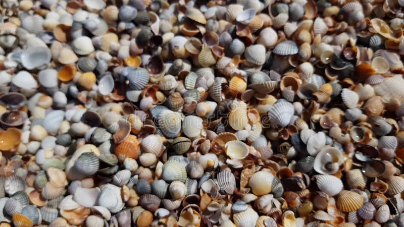 Colorful Shells of Shapes and Sizes Close-up. Beach Stock Video - Video ...