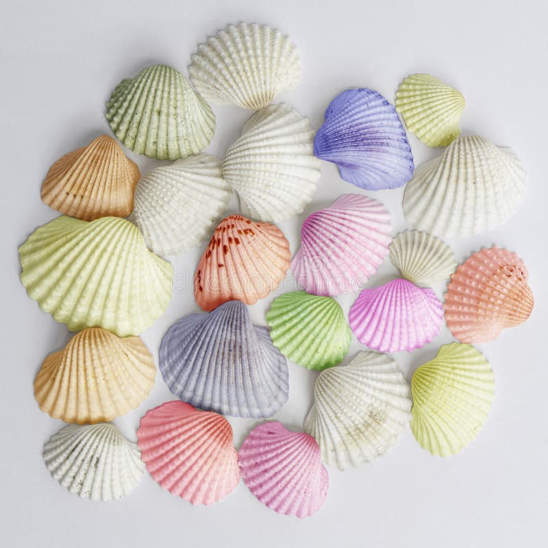 Colorful sea shells stock photo. Image of basket, closeup - 22694720