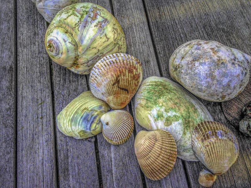 Colorful Shells Still Life stock image. Image of environment - 113387191