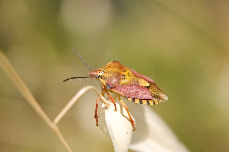 Colorful Shield Bug stock image. Image of garden, biology - 17357707