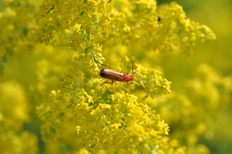 Colorful Shield Bug on Flower Stock Image - Image of stink, family ...