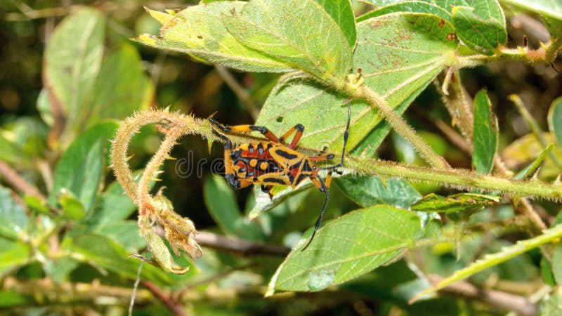 Colorful Shield Bug on a Plant Stock Image - Image of imbabura, rural ...