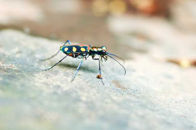 Colorful Shield Bug on Stone Stock Image - Image of shield, nature ...