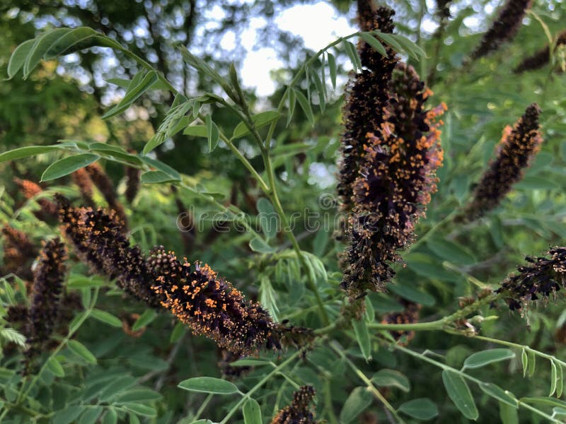 Colorful Shrubs and Flowers Stock Image - Image of landscaped, leaf ...