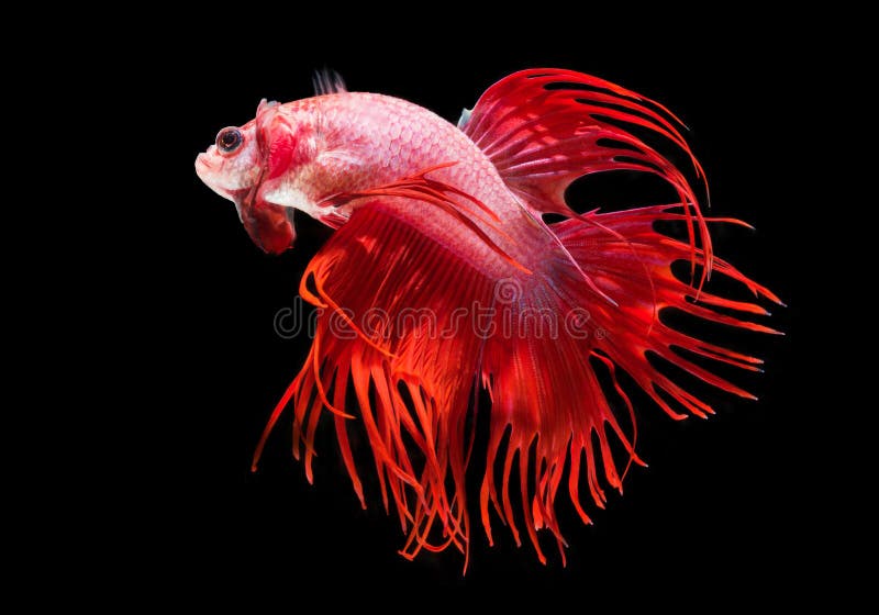 Colorful Siamese Fighting Fish. Stock Photo - Image of animal ...
