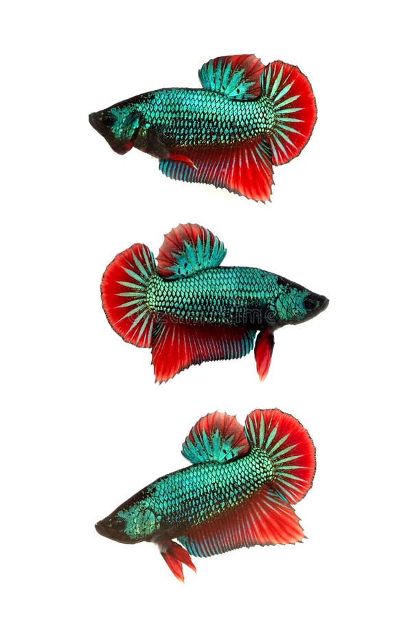 Betta Fishes, Siamese Fighting Fish Isolated on White Background Stock ...