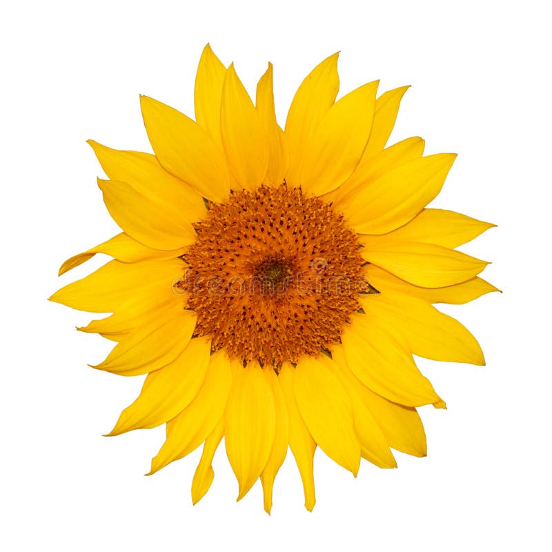 Colorful single sunflower stock image. Image of country - 12274795