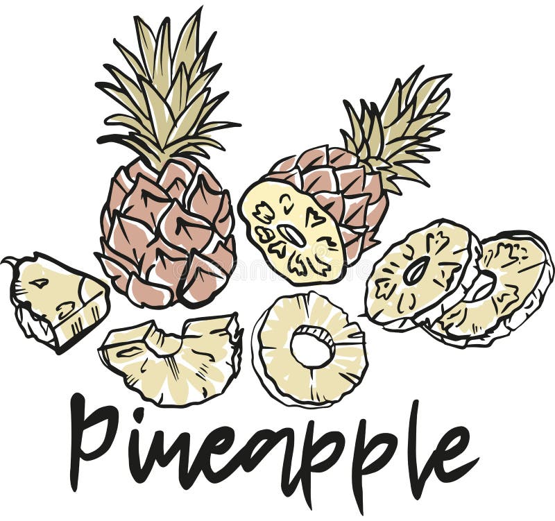 Beautiful Pineapple Ink Drawing, Hand Drawn and Vectorized. Stock ...