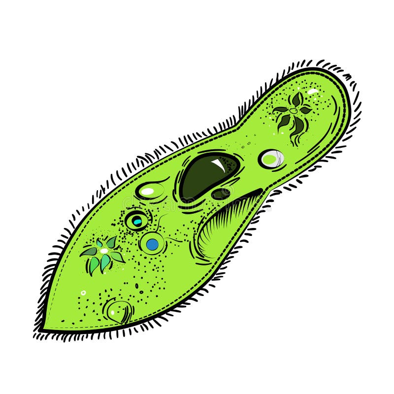 Infusorian Stock Illustrations – 23 Infusorian Stock Illustrations ...