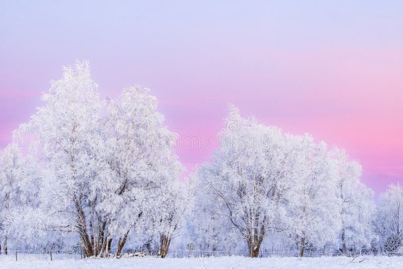 Colorful Sky and Frosty Trees in a Winter Evening Stock Image - Image ...