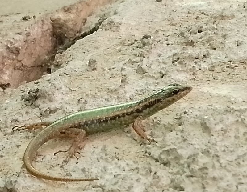 Colorful Sky Lizard on the Sand Stock Photo - Image of colorful, lizard ...