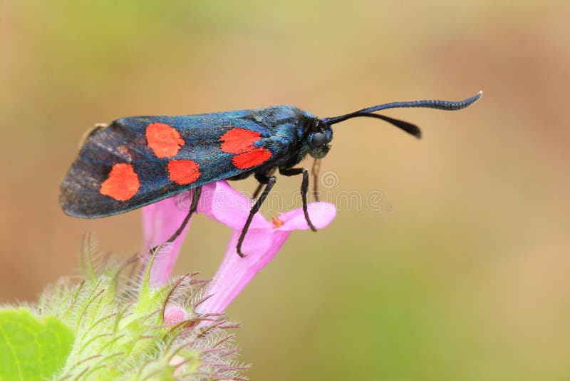Beautiful Slender Scotch Burnet on Flower Stock Photo - Image of ...