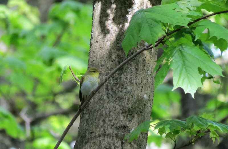 Colorful Small Bird on Tree Branch, Lithuania Stock Photo - Image of ...