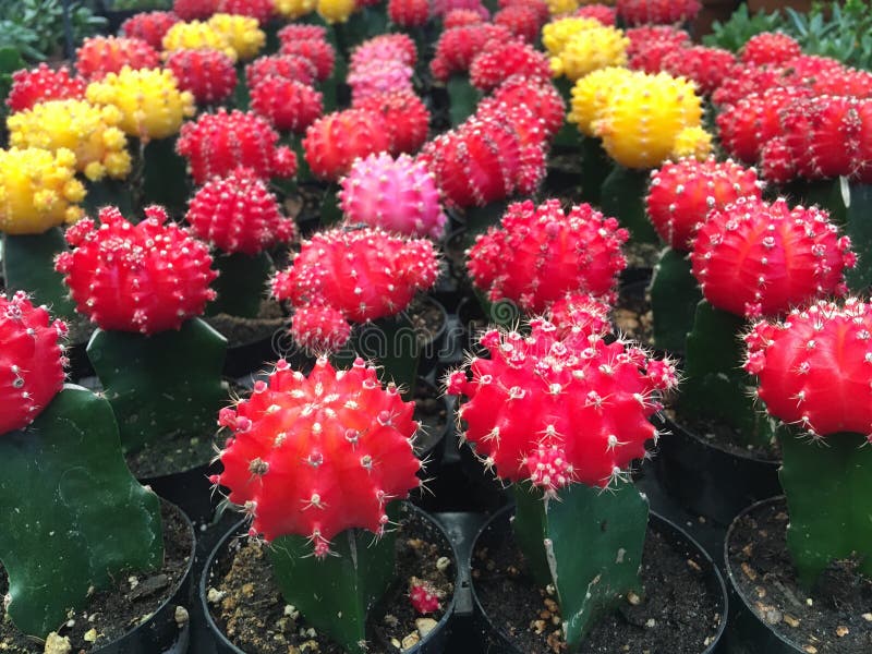 Colorful Cactus Plants. Small Pink and Yellow Cactus. Stock Image ...