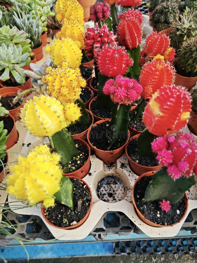 Colorful Small Moon Cactus Plant in Pots. Stock Photo - Image of color ...
