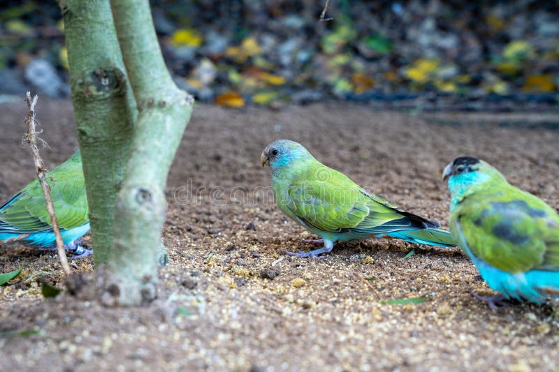 Colorful Small Parakeet Parrots on Ground Stock Photo - Image of ...