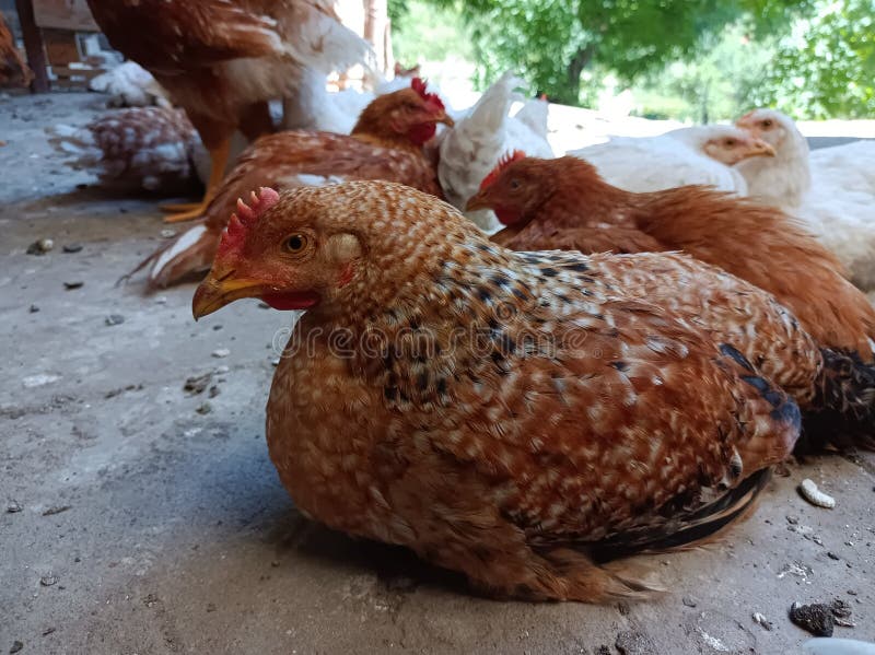 A colorful small rooster stock photo. Image of yard - 251840730