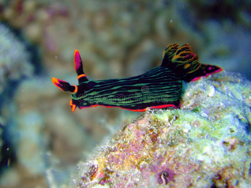 Colorful Snail in Coral Reef Stock Image - Image of snail, ocean: 61683973