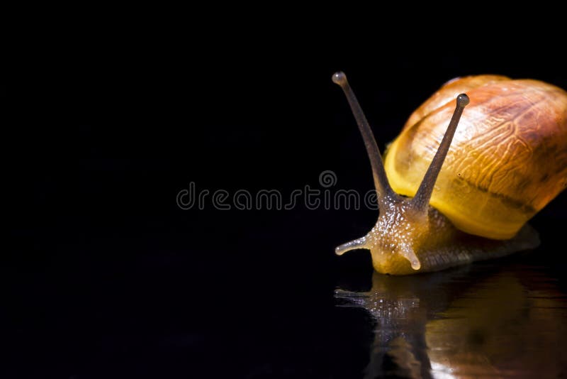 Colorful Snail Front Against Black Background Stock Photos - Free ...