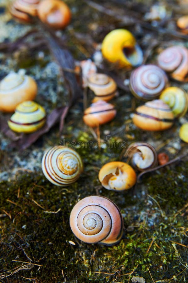 Colorful snail shells stock photo. Image of slimy, moss - 74157792