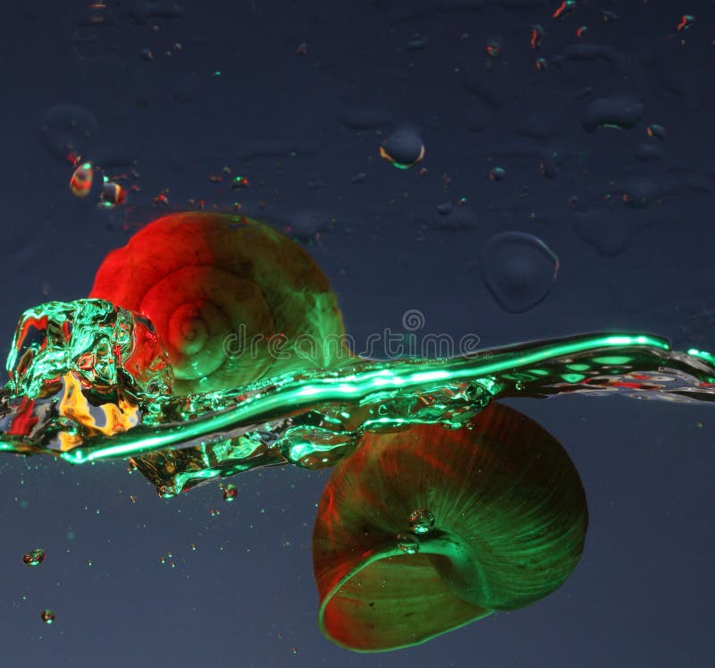 Colorful Snails stock image. Image of colours, diving - 8225527