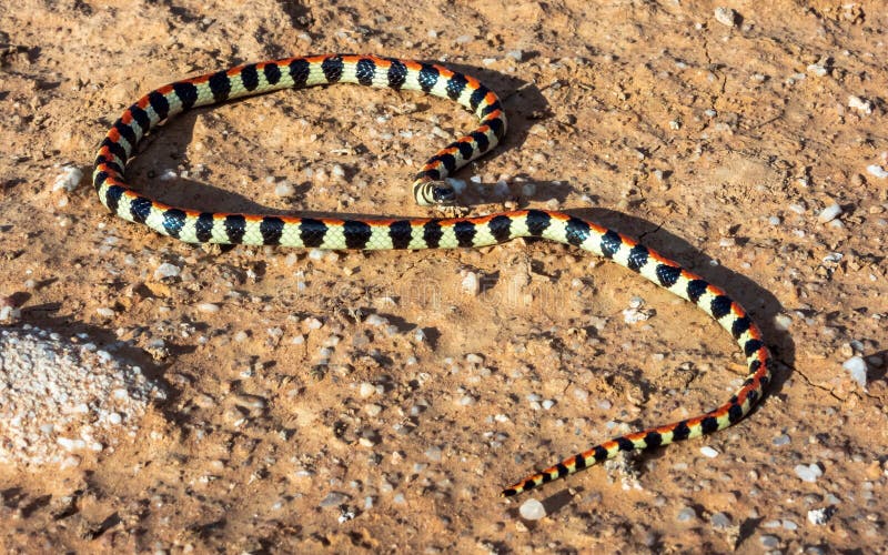 Colorful Snake-themed Numbers Representing the Year 2025 with Vibrant ...