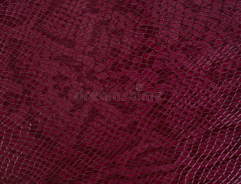 Snake in natural habitat stock photo. Image of hunter - 24579364