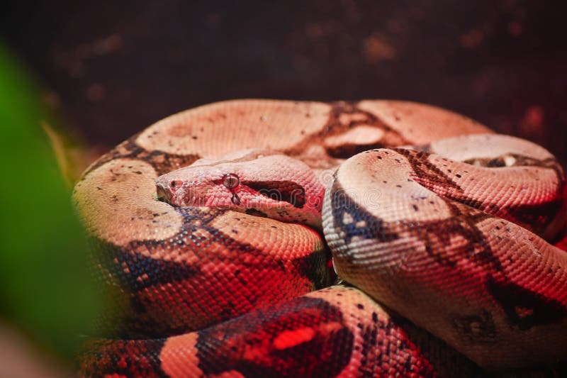 Snake in terrarium stock photo. Image of large, beauty - 150812918