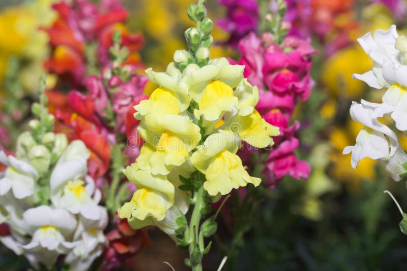 Colorful snapdragon flower stock photo. Image of green - 85878660
