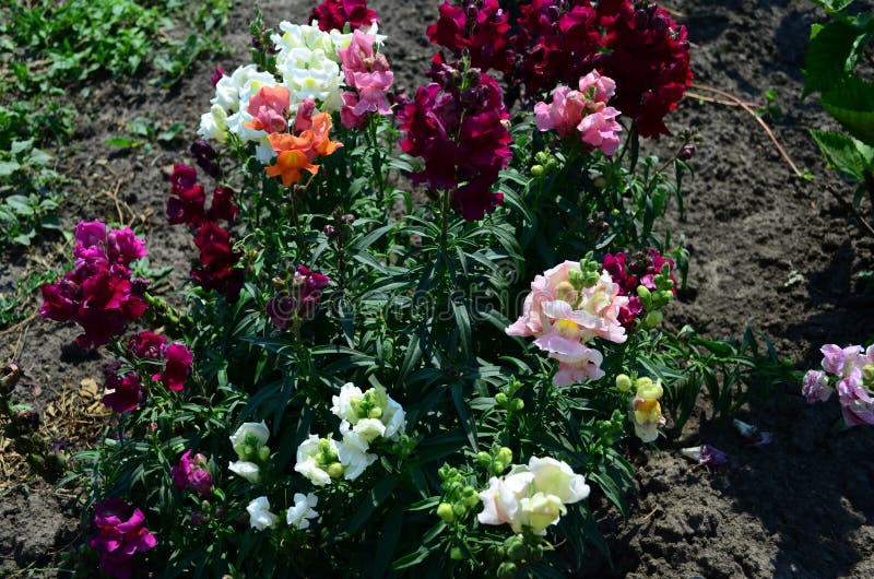 Colorful Snapdragons in the Garden Close Up Stock Image - Image of ...