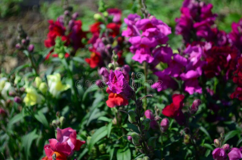 Colorful Snapdragons in the Garden Close Up Stock Photo - Image of ...