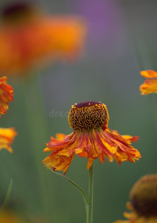 Sneezeweed - Helenium stock photo. Image of autumn, exotic - 102142318