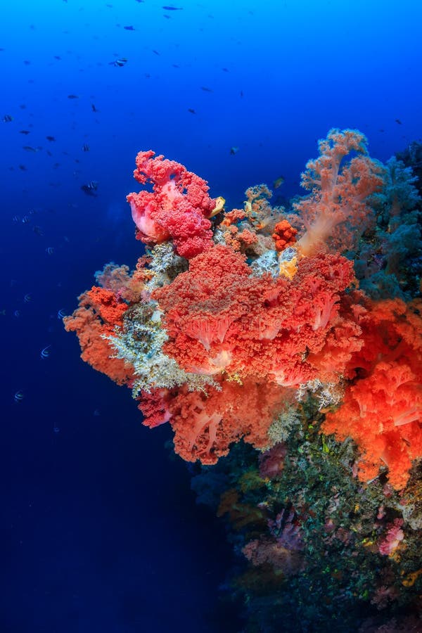 Deep sea coral stock photo. Image of ecological, uneven - 17019794