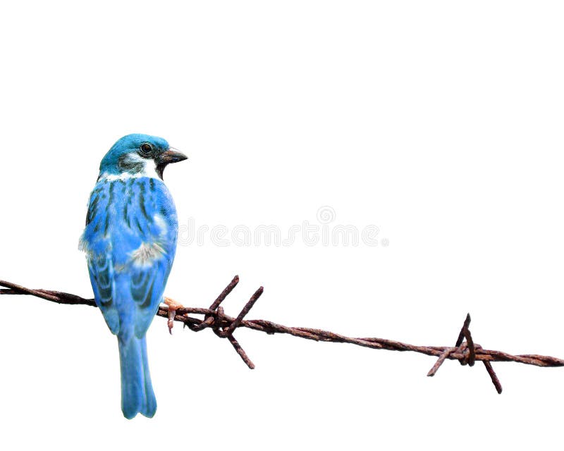 Colorful Sparrow stock photo. Image of isolated, wildlife - 29593170