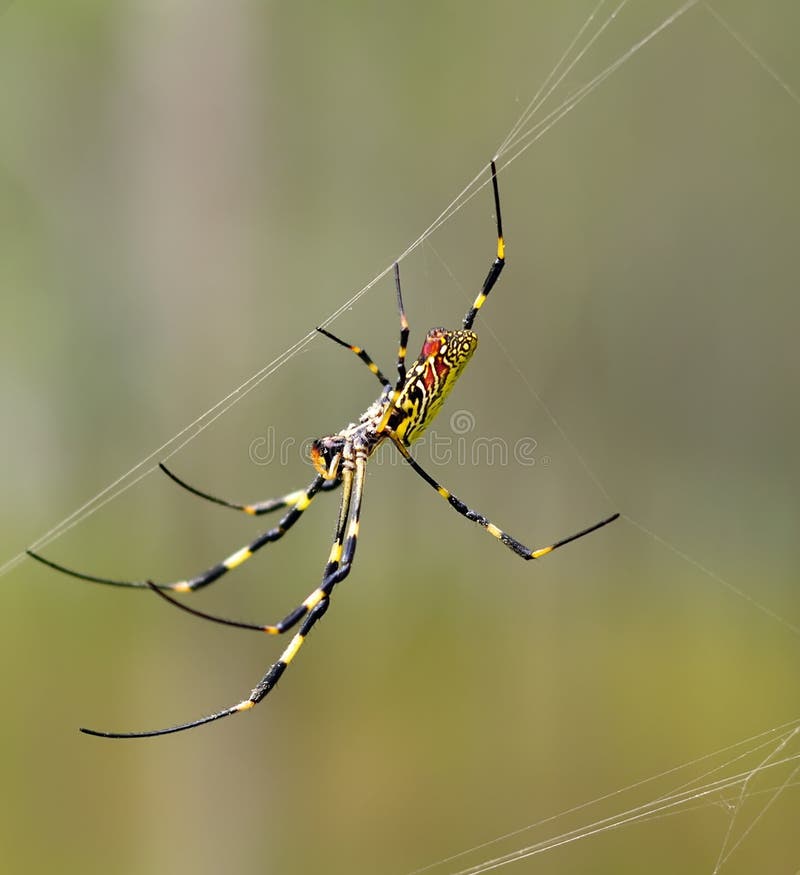 Colorful spider stock photo. Image of color, park, animal - 16789056
