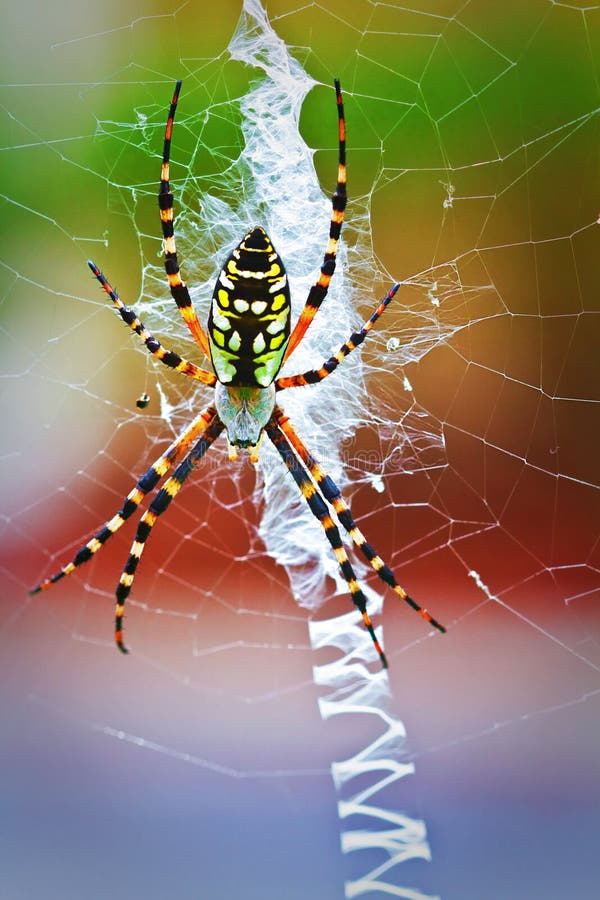 Colorful Spider stock photo. Image of striped, insect - 17746032