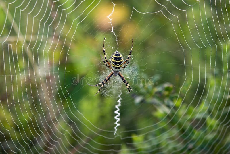 Colorful spider stock photo. Image of brown, abdomen - 20673146