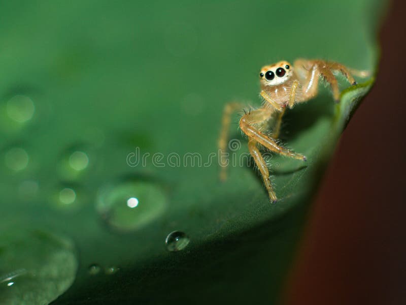 Colorful Spider is Hanging from a Tree Stock Image - Image of dreamy ...