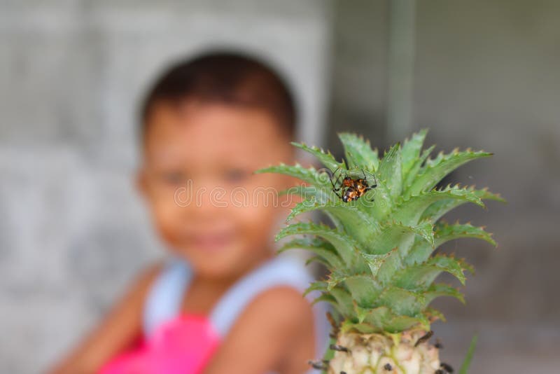 Colorful Spider Perched on a Pineapple Leaf. Stock Image - Image of ...