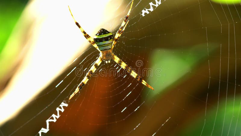 Colorful Spider Web a Vibrant and Intricate Display of Interconnected ...