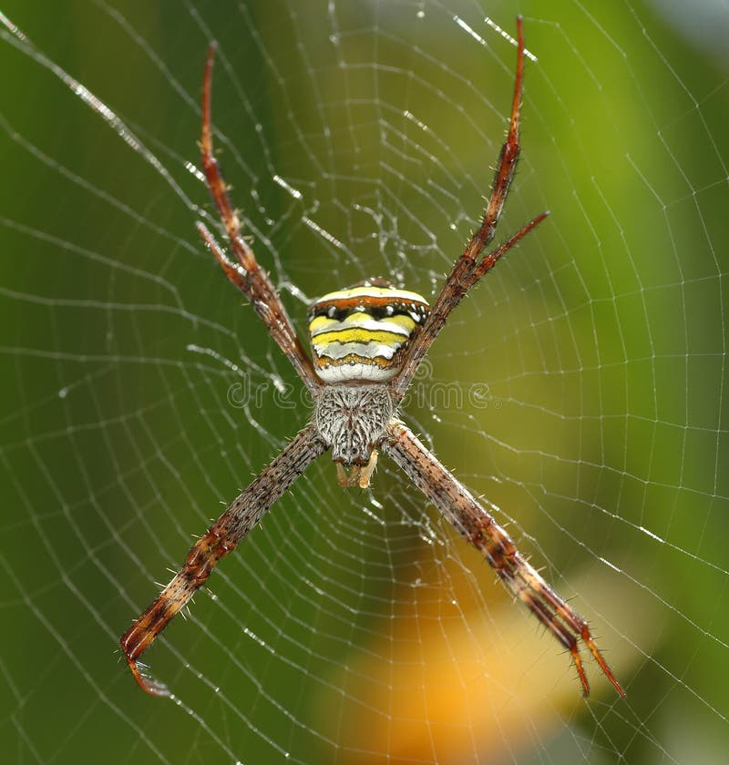 Colorful spider on the web stock image. Image of close - 7115507