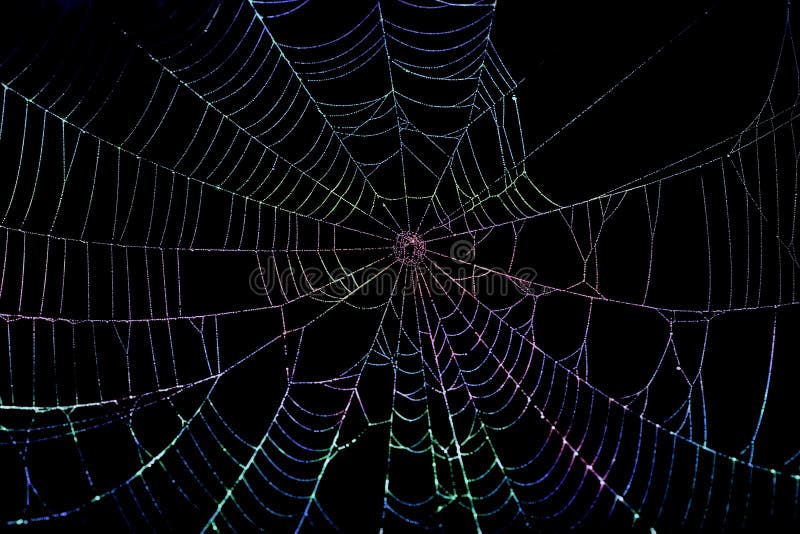 Colorful Spider Web stock image. Image of close, network - 40625205