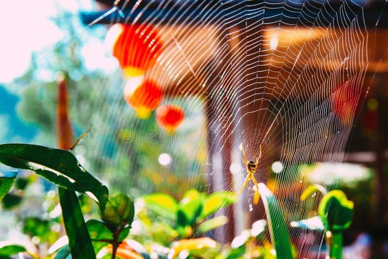 Colorful Spider on Web at Tree in Garden House. Stock Photo - Image of ...