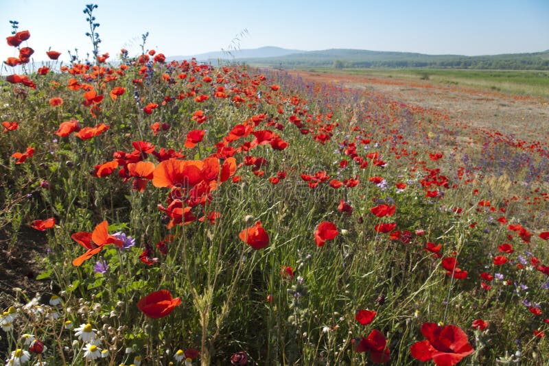Colorful spring stock photo. Image of blue, landscape - 23650768