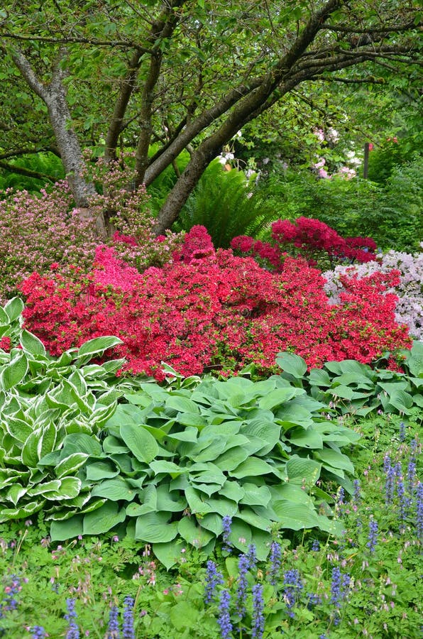 Colorful Spring Azaleas and Hosta Plants Stock Photo - Image of leaves ...