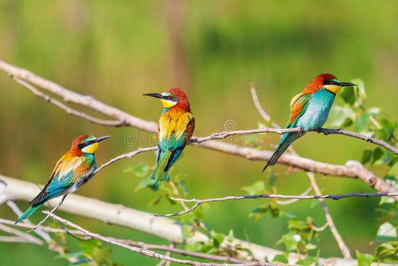 Colorful Spring Birds Sit on Branches Stock Photo - Image of season ...
