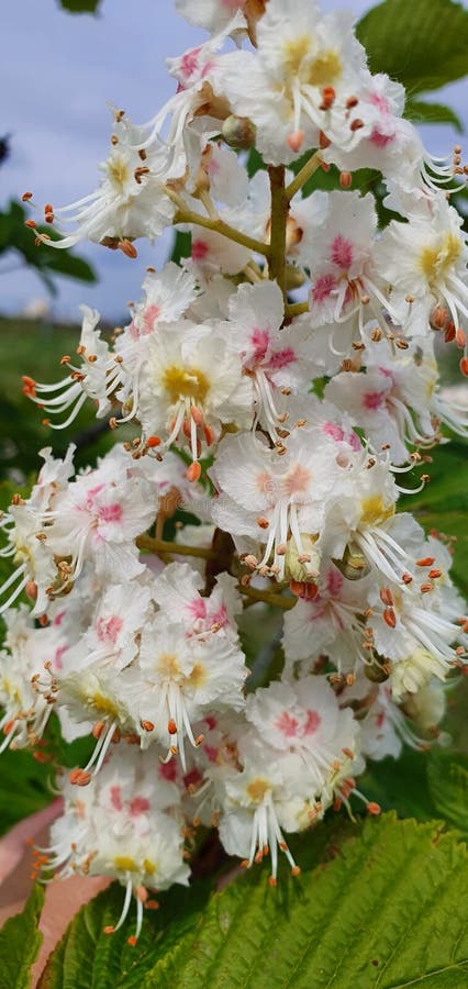 Colorful Spring Flowering Chestnut Tree in Spring Stock Image - Image ...