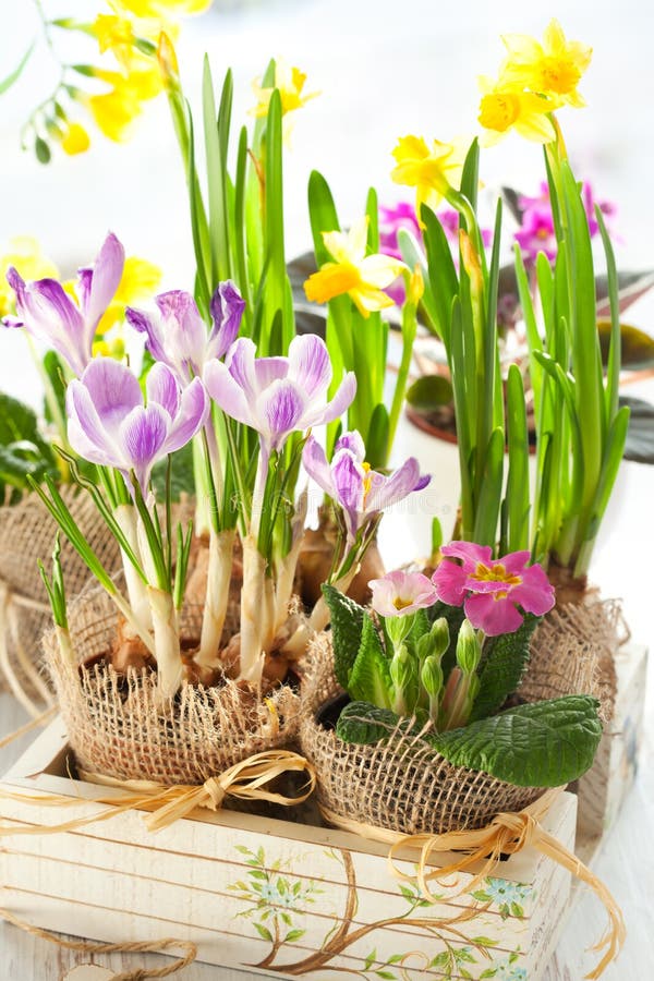 842 Spring Bulb Mix Stock Photos - Free & Royalty-Free Stock Photos ...