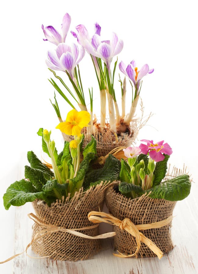 Colorful spring flowers stock photo. Image of season - 18219452